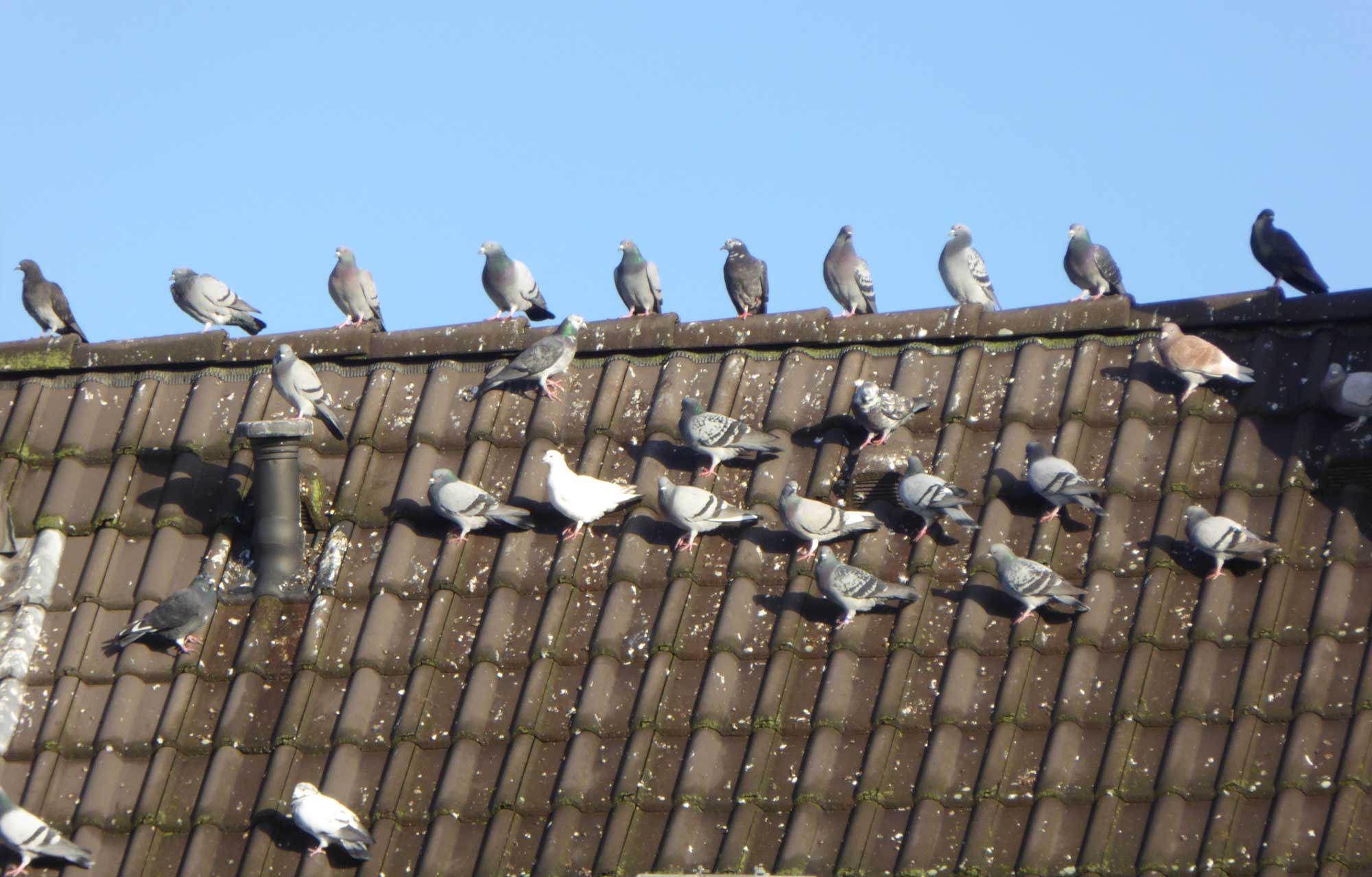 Taubenabwehr und Vergrämung in Düsseldorf | pro-palomas.de