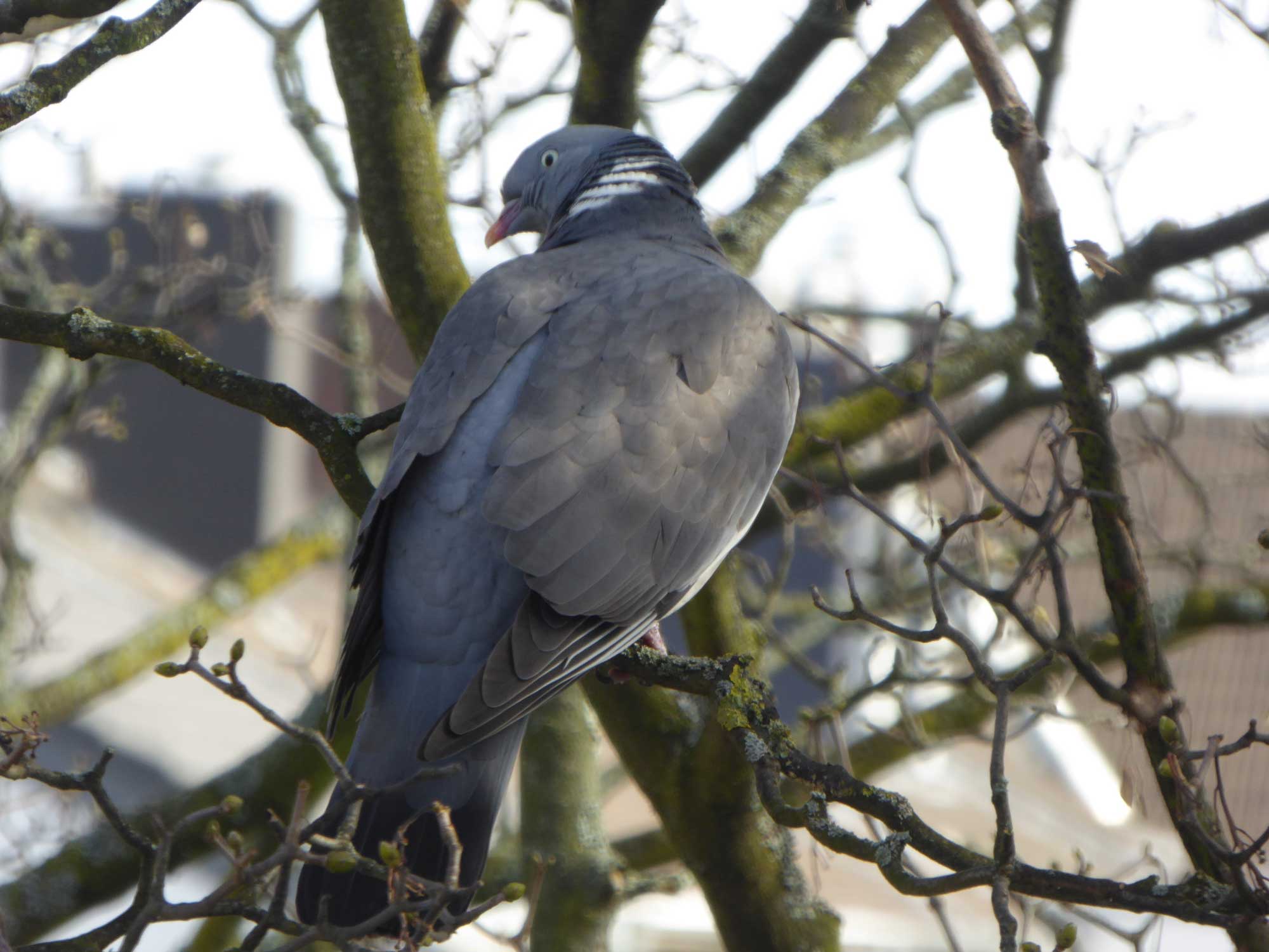 Ringeltauben gehören auch in unser Stadtbild | pro-palomas.de