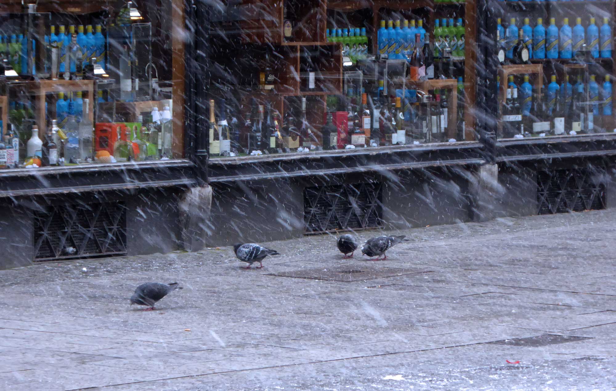 Wissenswertes über Stadttauben | pro-palomas.de