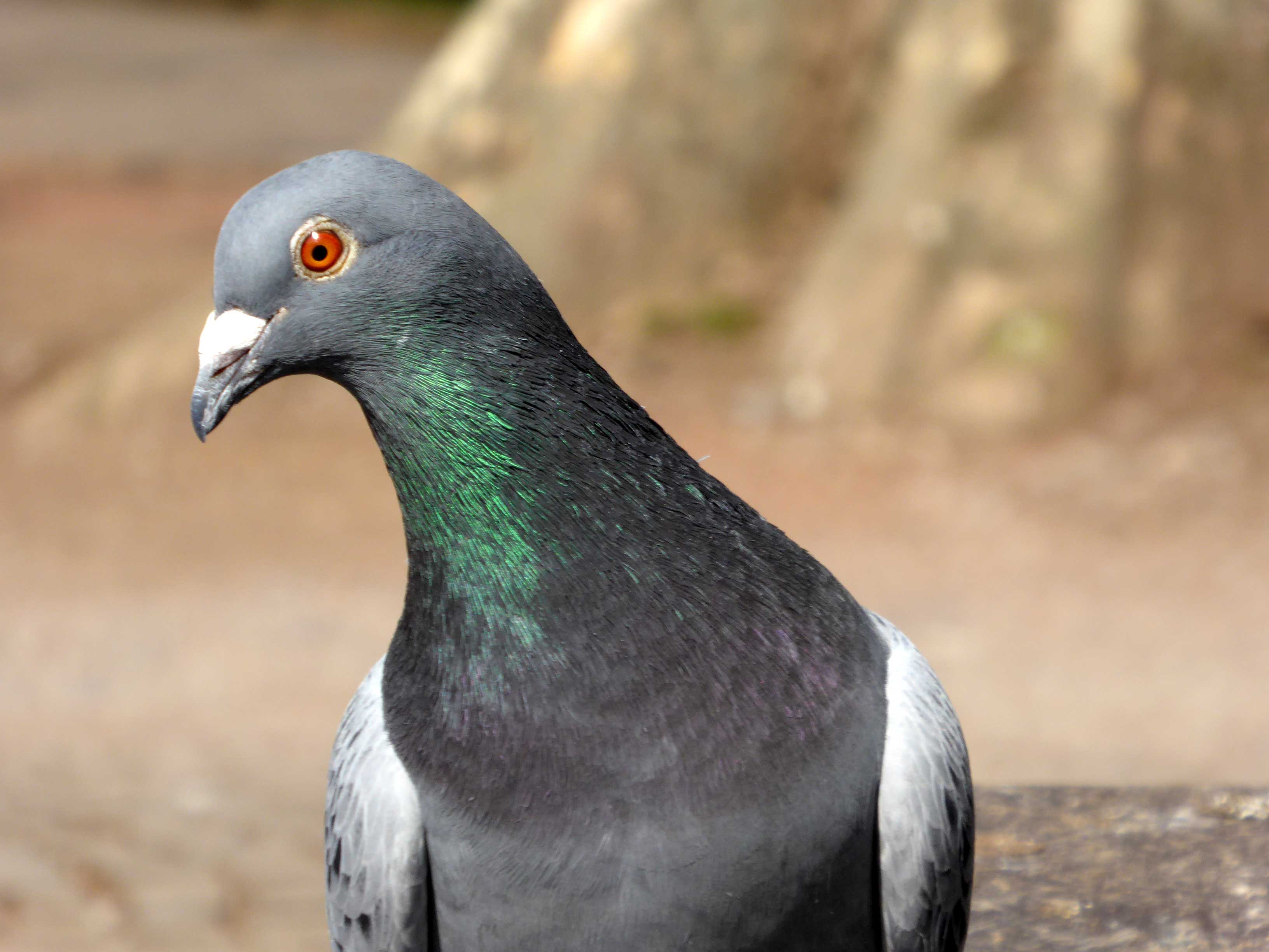 Taubenmanagement in Düsseldorf und Neuss | pro-palomas.de