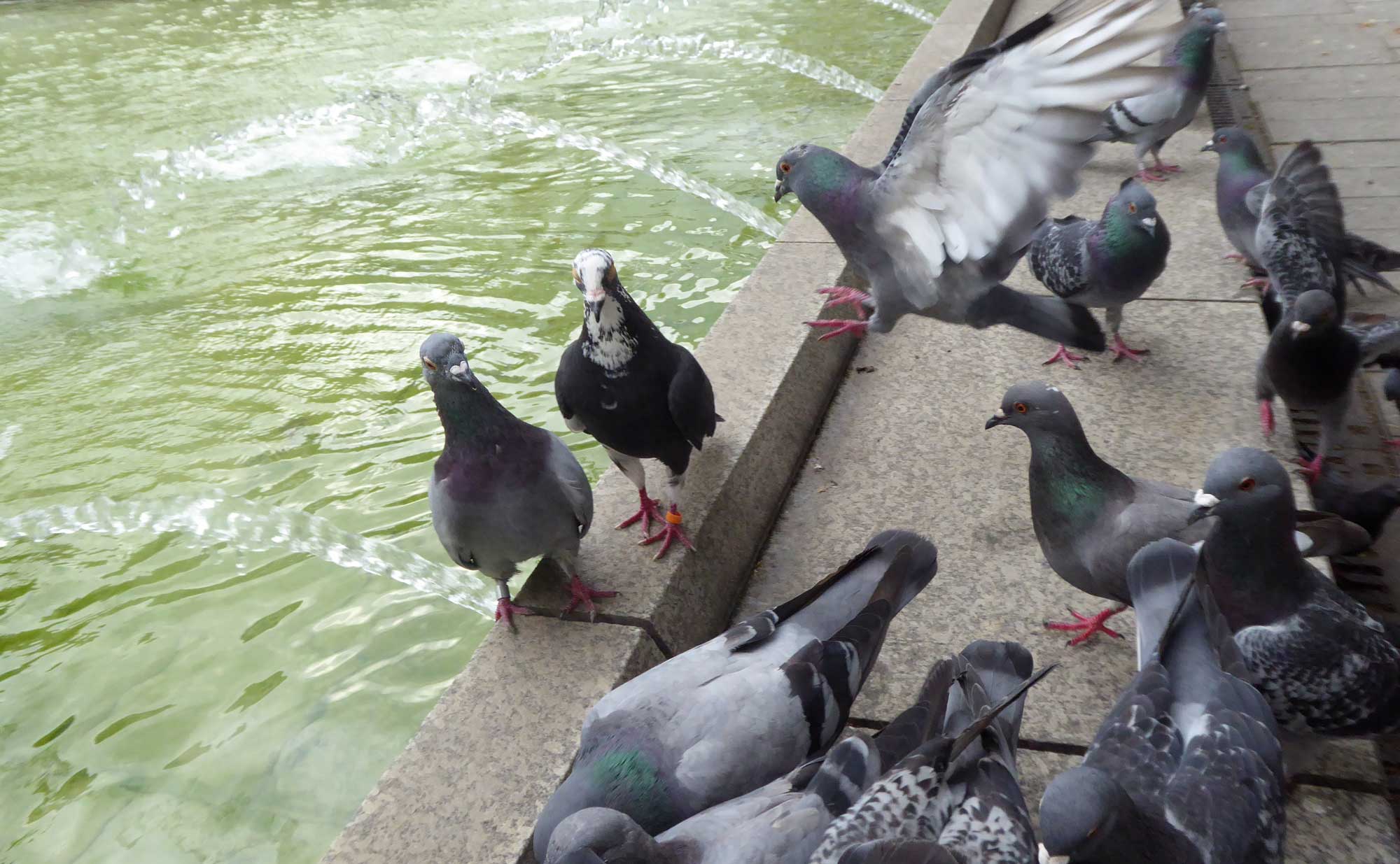 Tauben unter polizeilicher Beobachtung entschnüren