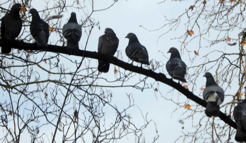 Tauben einfangen und umsiedeln | pro-palomas.de