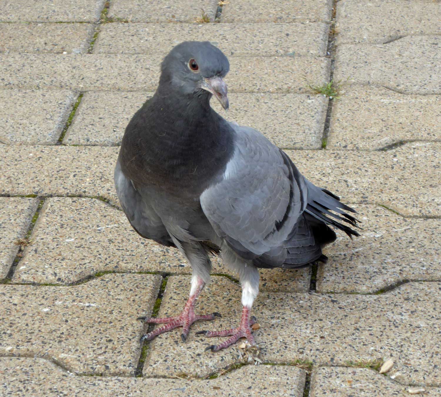 Das Sterben der Tauben am ISS Dome in Düsseldorf/Rath