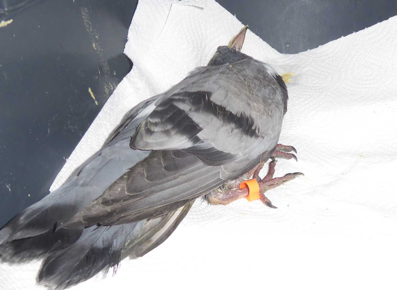 Das Sterben der Tauben am ISS Dome in Düsseldorf/Rath