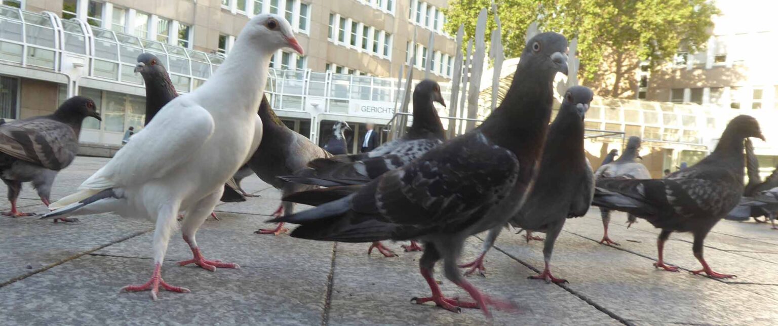 Stadttauben und Vogelgrippe – was du darüber wissen solltest
